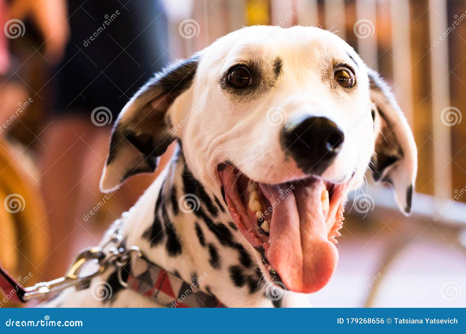 Portrait of Thoroughbred Dalmatian Dog Stock Photo - Image of dalmatian ...