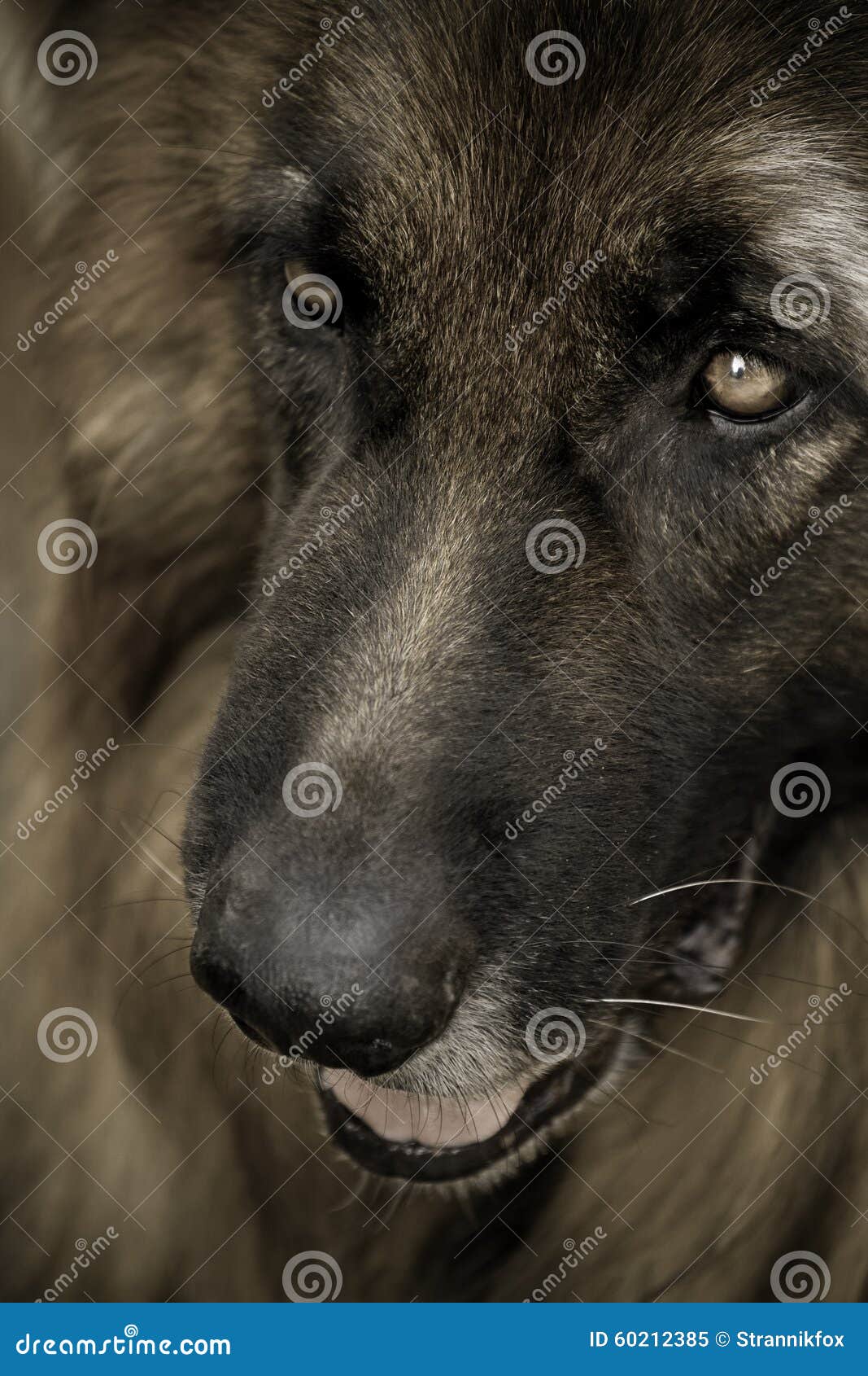 Portrait of Thoughtful Dog. Focus on the Eyes Stock Image - Image of ...