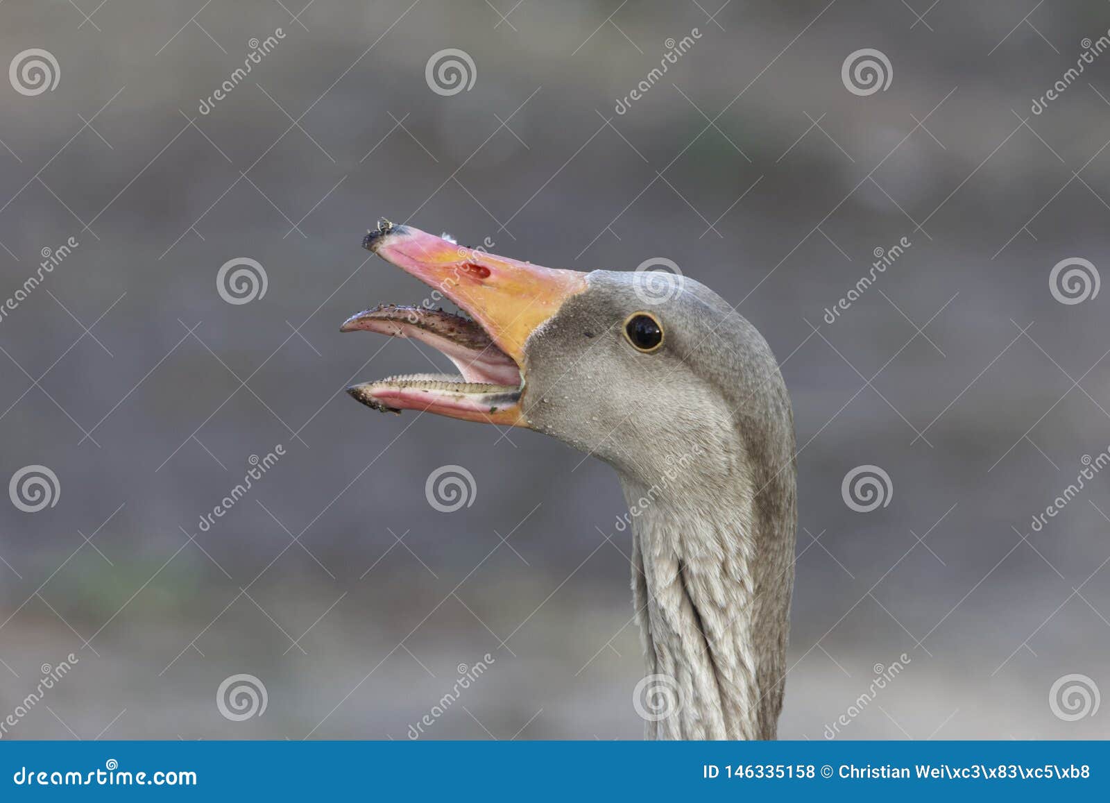 Portrait of a Threatening Greylag Goose Stock Photo - Image of bill ...