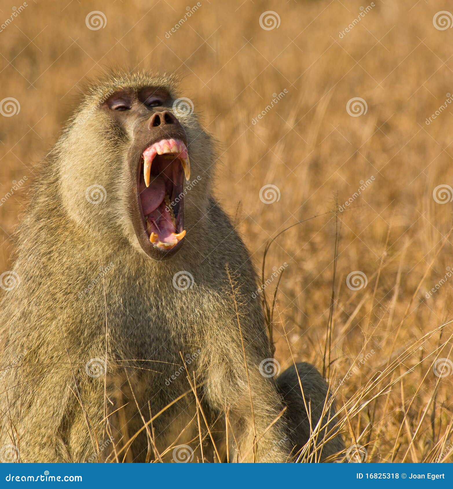 Yellow Baboon Yugioh