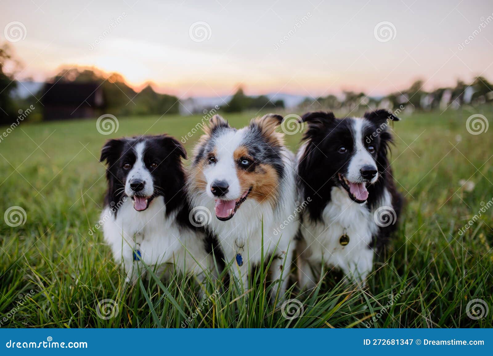 Portrait of Three Border Collies Outdoor in a Meadow. Stock Image ...