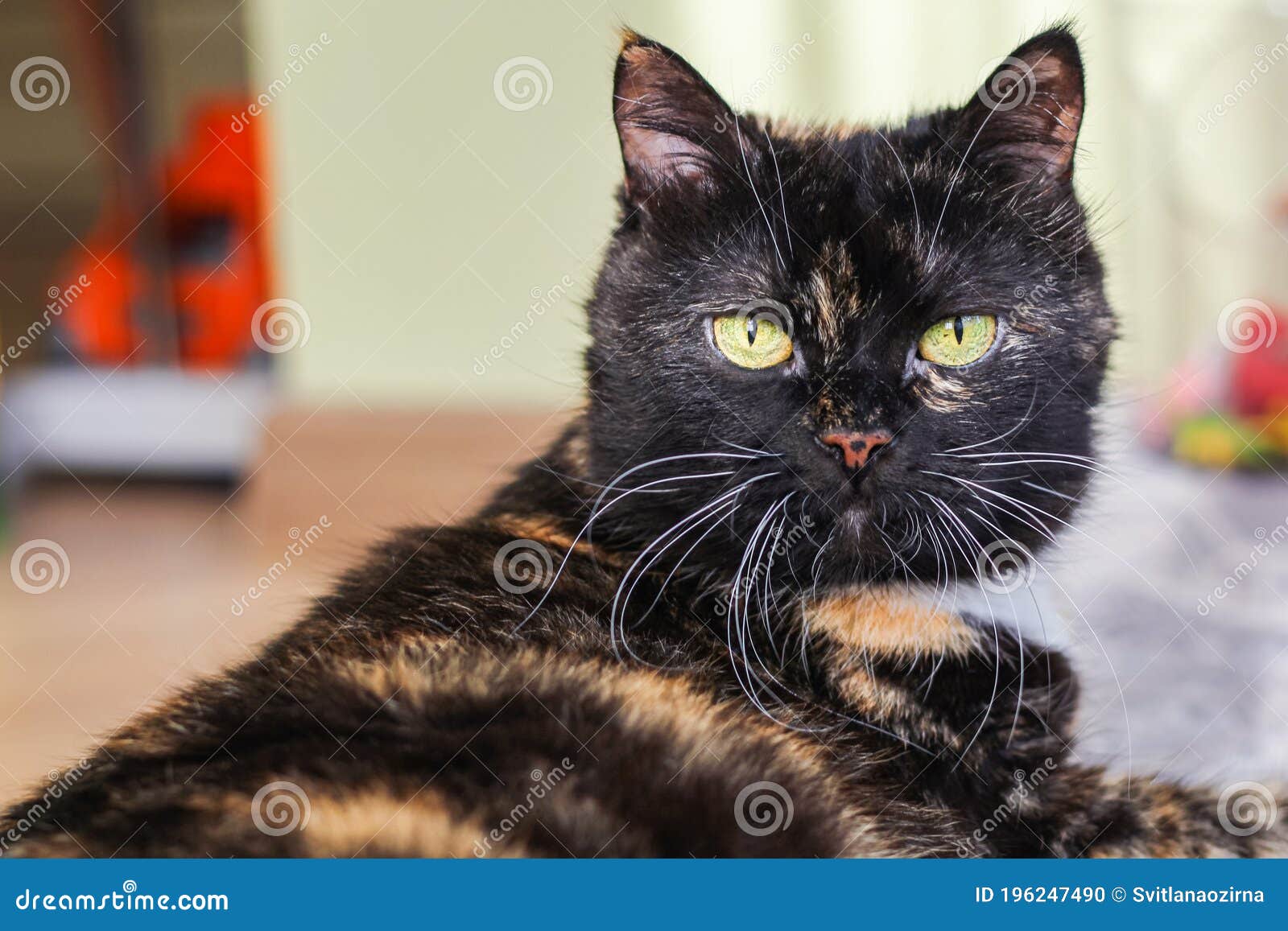 Portrait of a Three Color Cat in Full Face Stock Photo - Image of ...