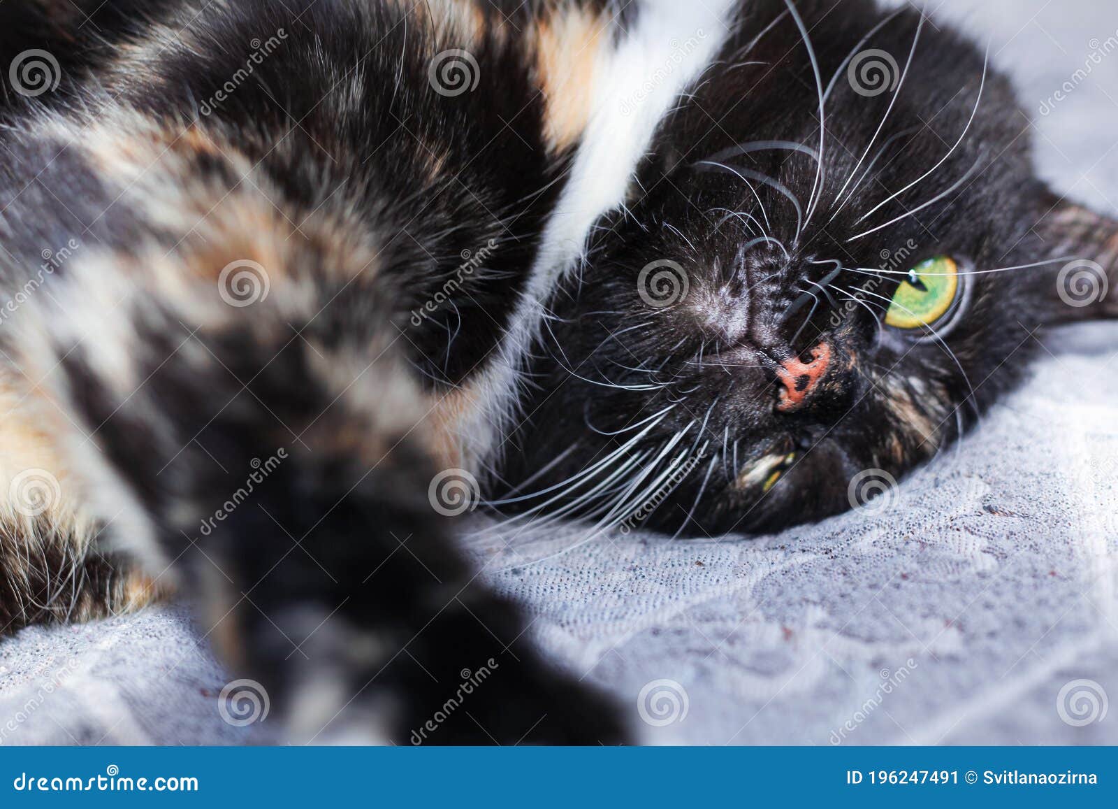 Portrait of a Three Color Cat in Full Face Stock Image - Image of funny ...