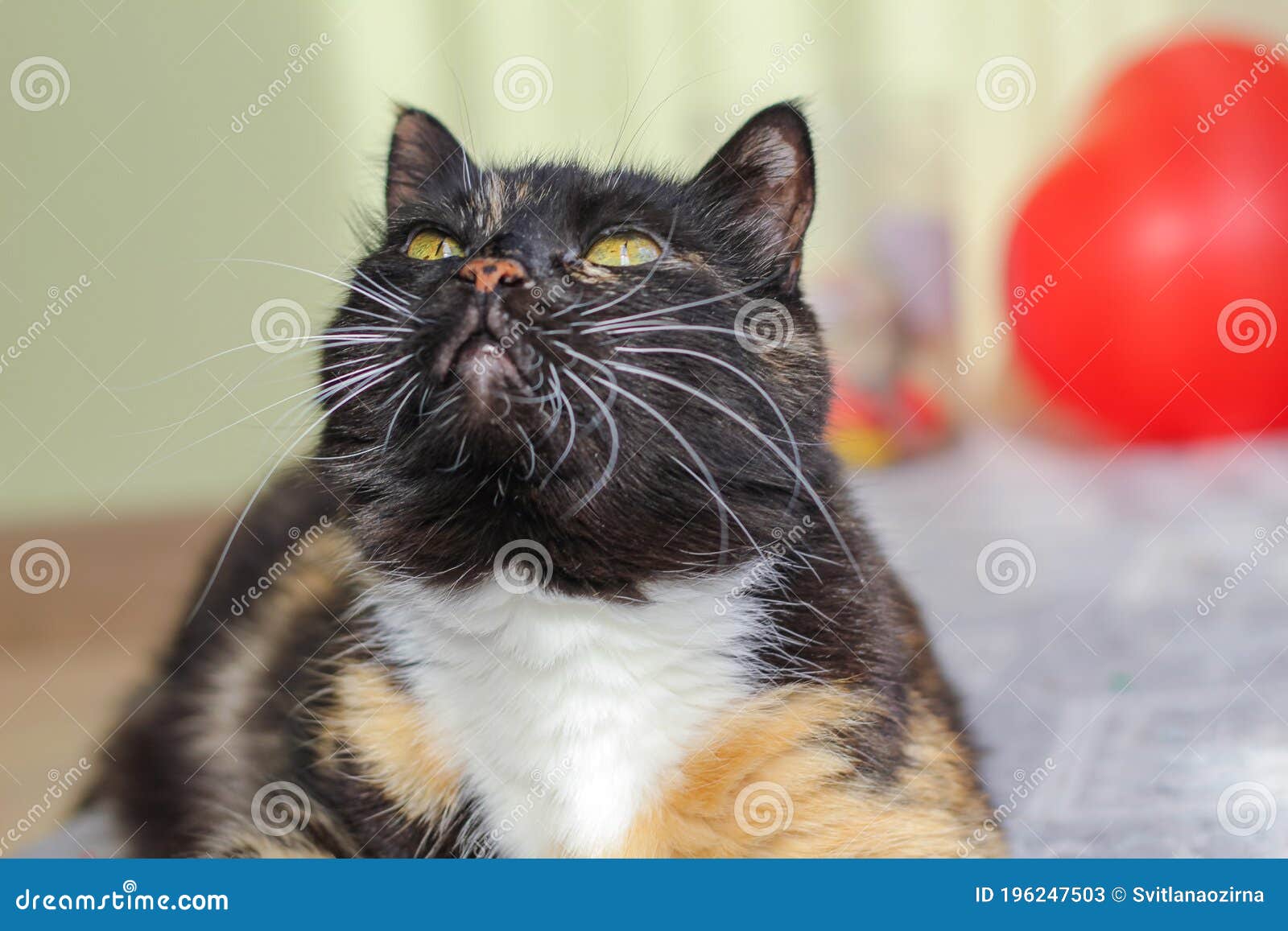 Portrait of a Three Color Cat in Full Face Stock Image - Image of ...