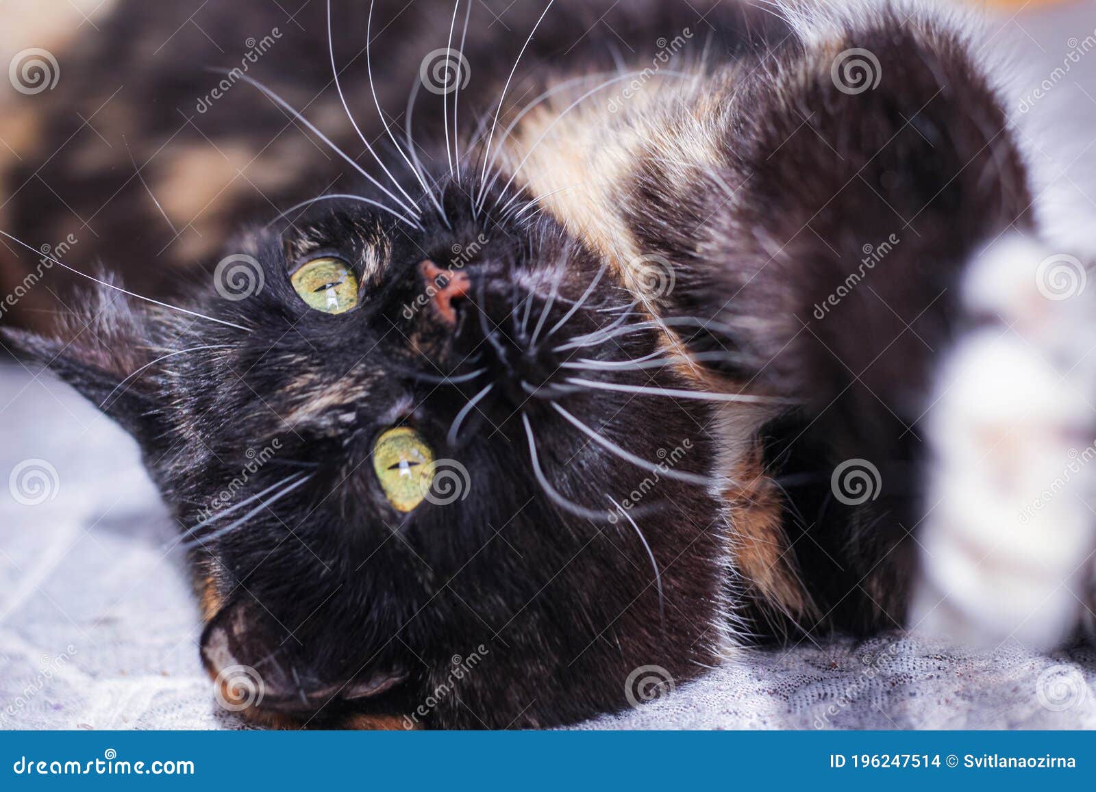 Portrait of a Three Color Cat in Full Face Stock Photo - Image of adult ...