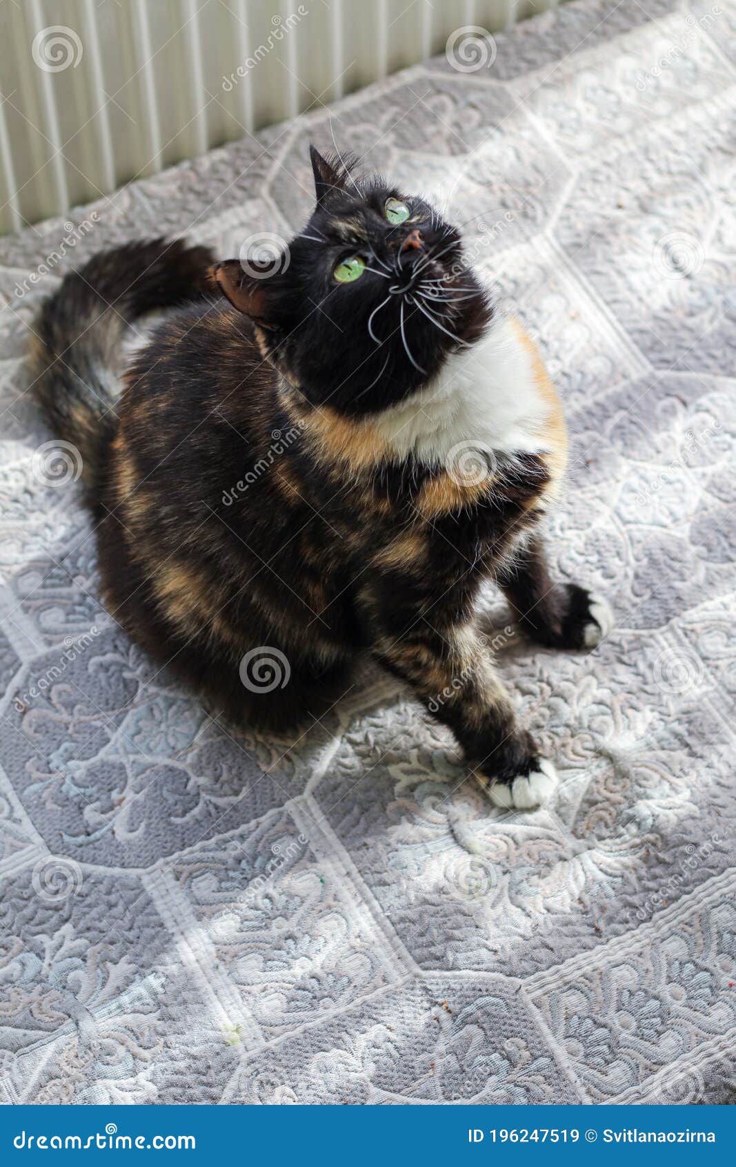 Portrait of a Three Color Cat in Full Face Stock Image - Image of adult ...