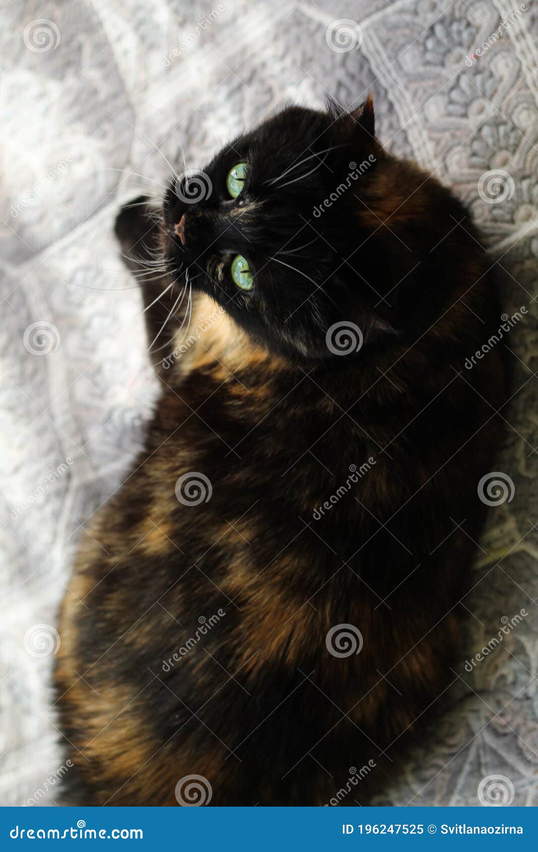 Portrait of a Three Color Cat in Full Face Stock Image - Image of ...