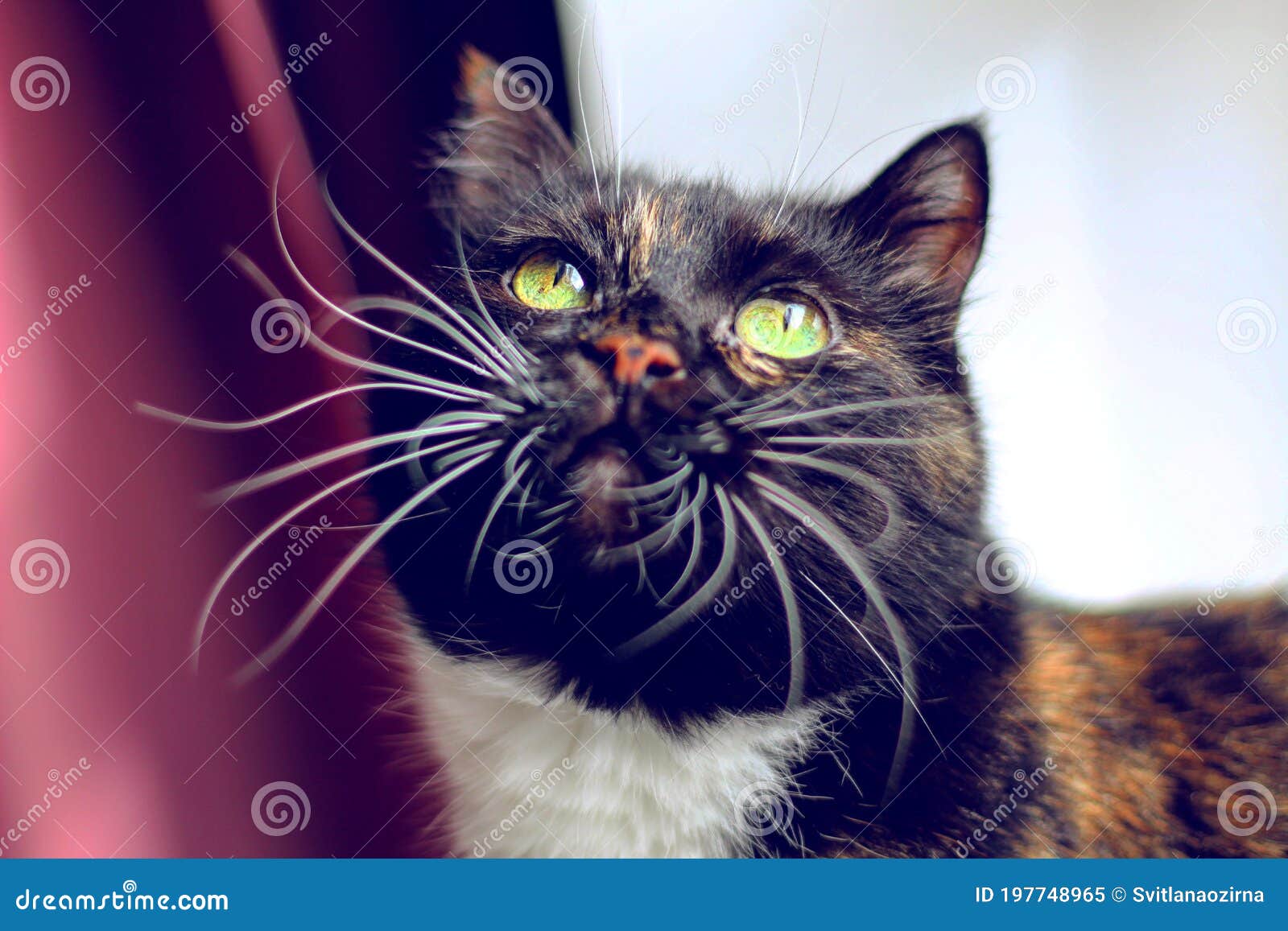 Portrait of a Three Color Cat with Vibrissae Stock Image - Image of ...