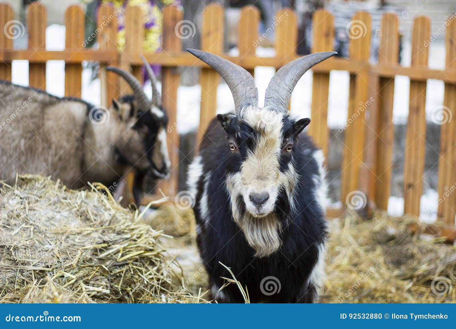 Portrait of Three-colored Goat with Beard and Horns Stock Photo - Image ...