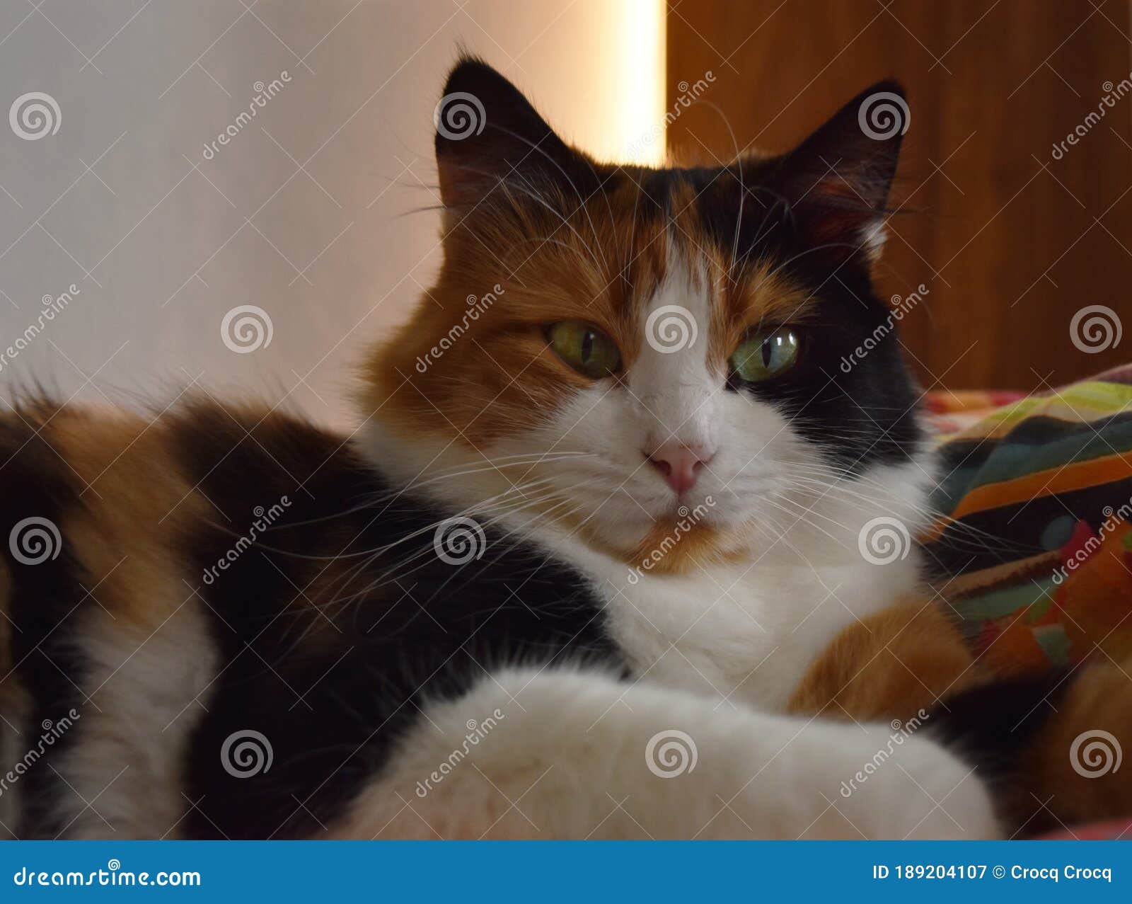 Portrait of Three Colors Cat Stock Image - Image of majestic, colors ...