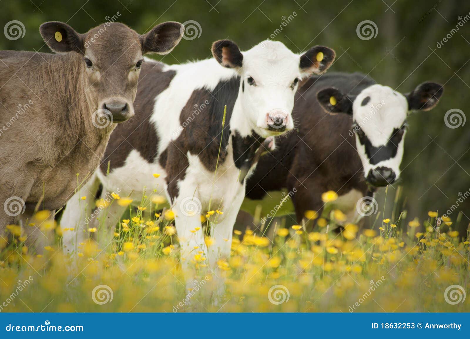Portrait of three cows stock image. Image of portrait - 18632253