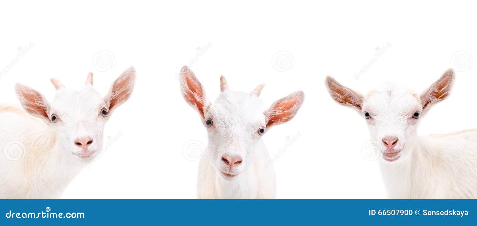 Portrait of Three Cute Goat Stock Photo - Image of happy, beautiful ...