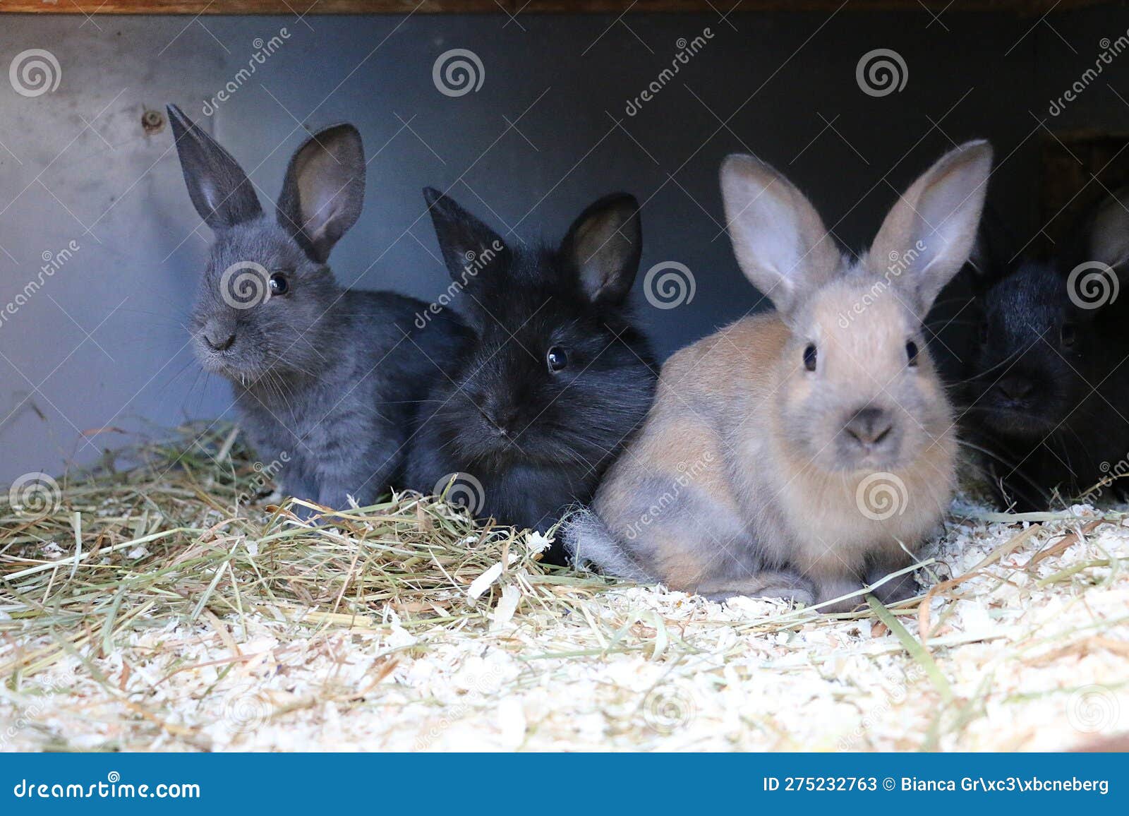 A Portrait of Three Different Small Rabbits in the Barn Stock Image ...