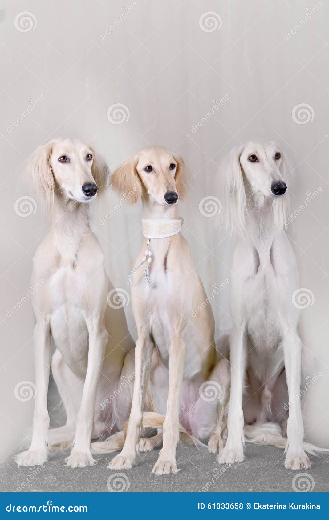 Portrait of Three Dog Breeds Persian Greyhound Stock Photo - Image of ...