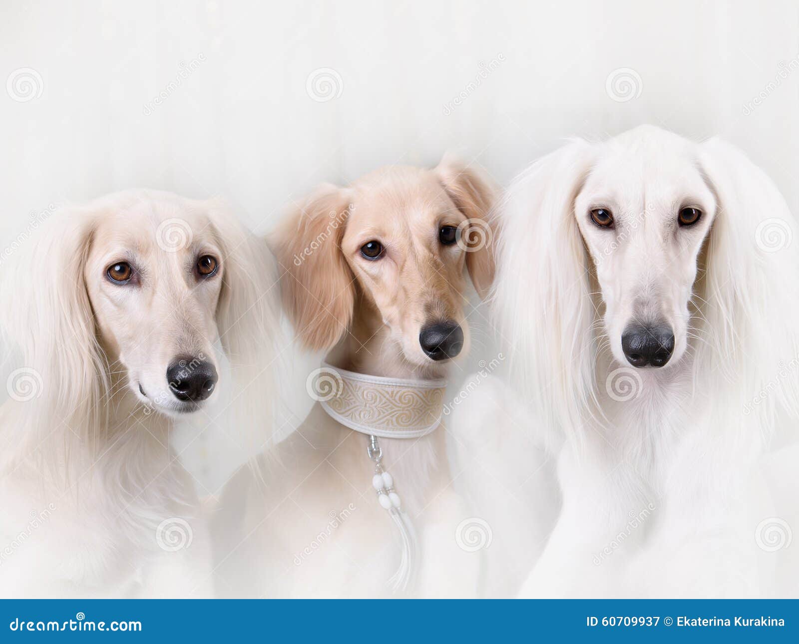 Portrait of Three Dog Breeds Persian Greyhound Stock Image - Image of ...