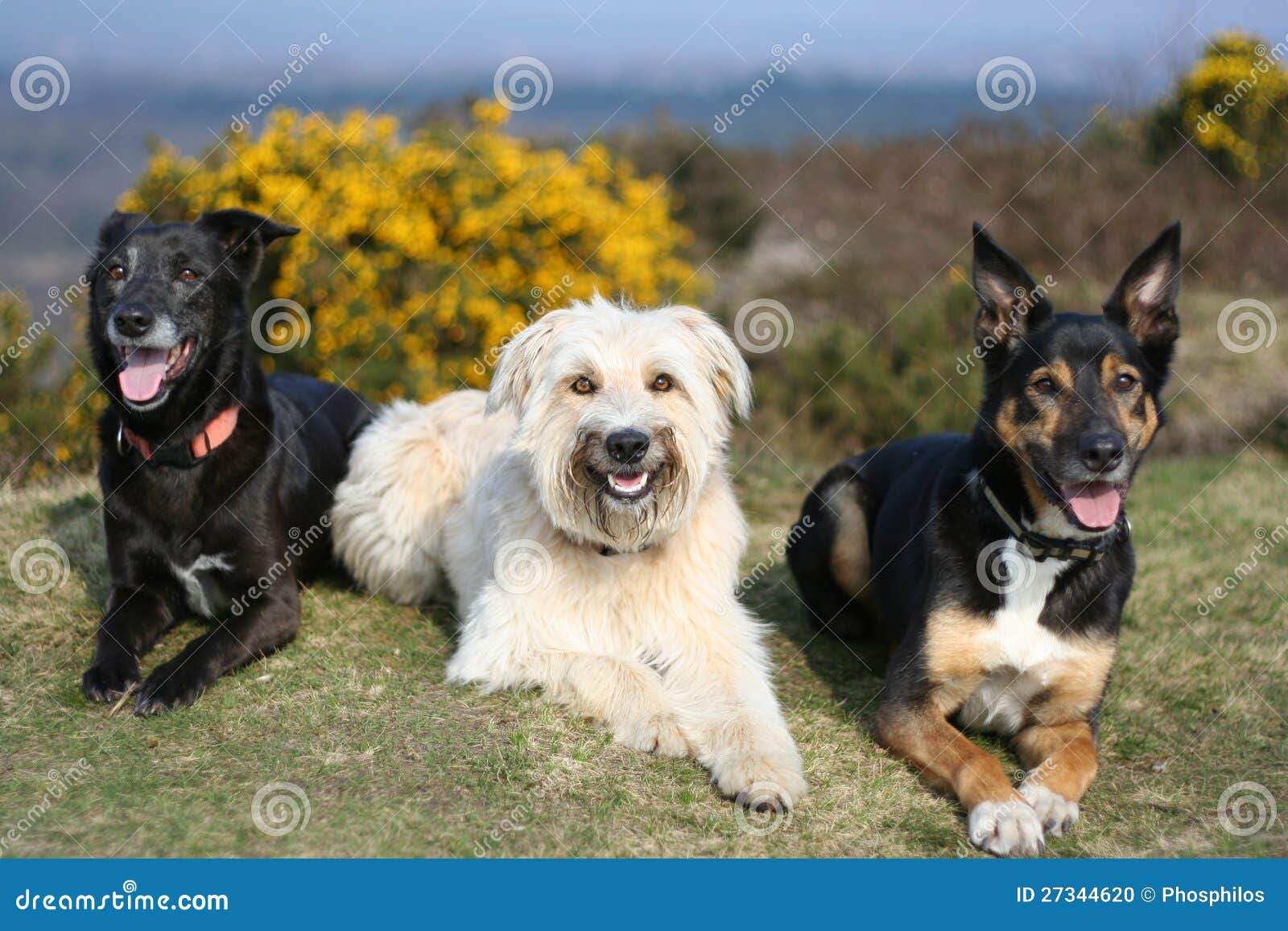 Portrait of Three Dogs on Grass Stock Photo - Image of tongue, dogs ...