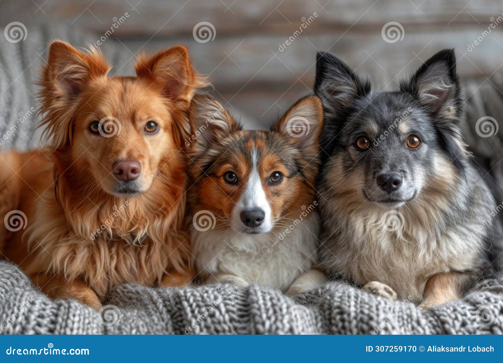 Portrait of Three Dogs in the Interior Stock Photo - Image of mammal ...