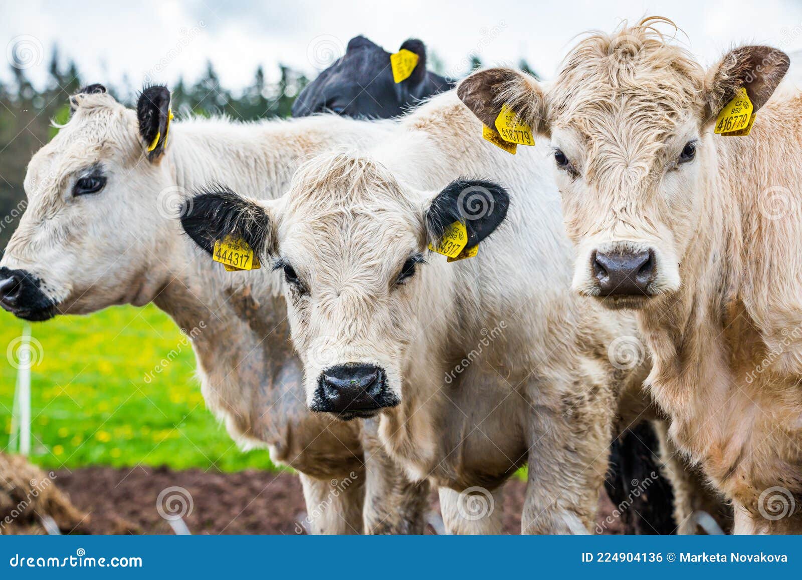 Portrait of Three Light Cows with Yellow Marks in Ears Stock Photo ...