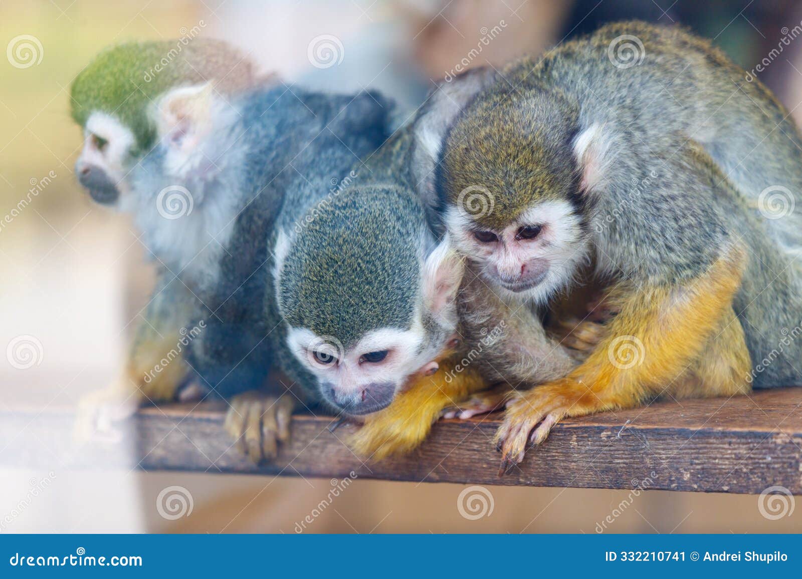 Portrait of Three Monkeys in the Zoo Stock Image - Image of tree, wild ...