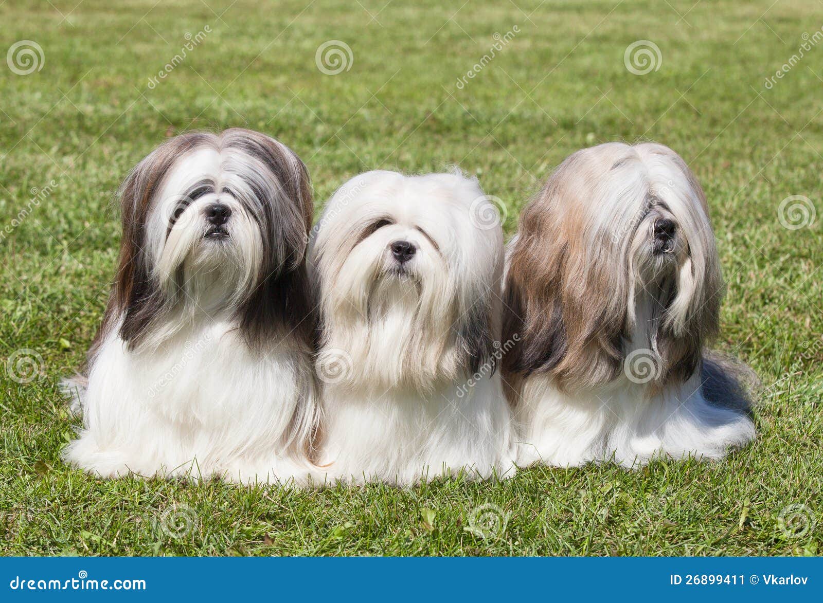Portrait of Three Purebred Lhasa Apso Stock Image - Image of group ...