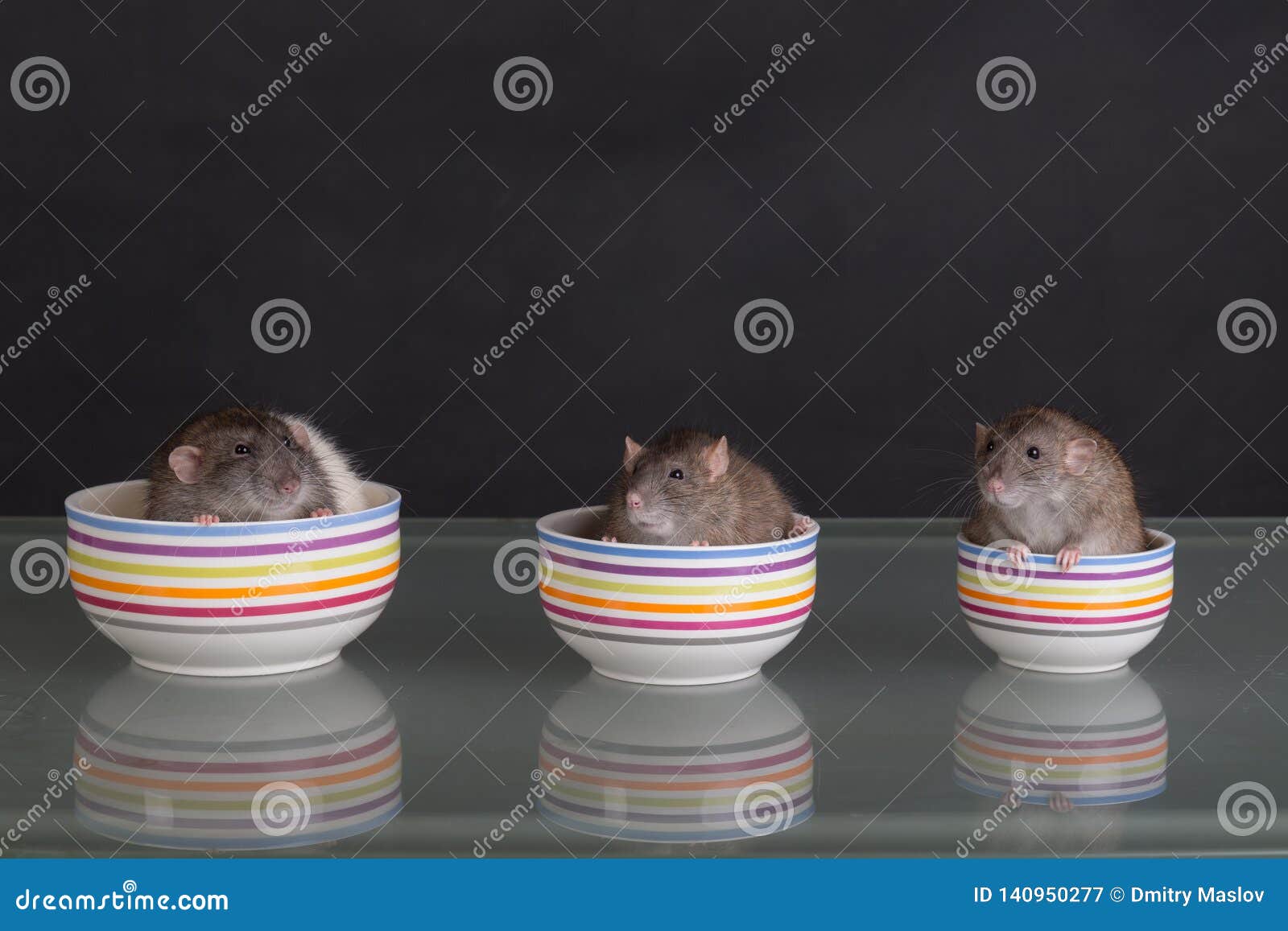 Portrait of three rats stock image. Image of domestic - 140950277