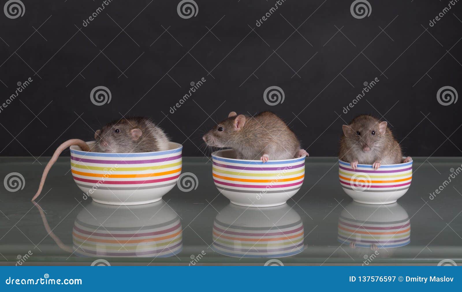 Portrait of three rats stock image. Image of table, indoors - 137576597