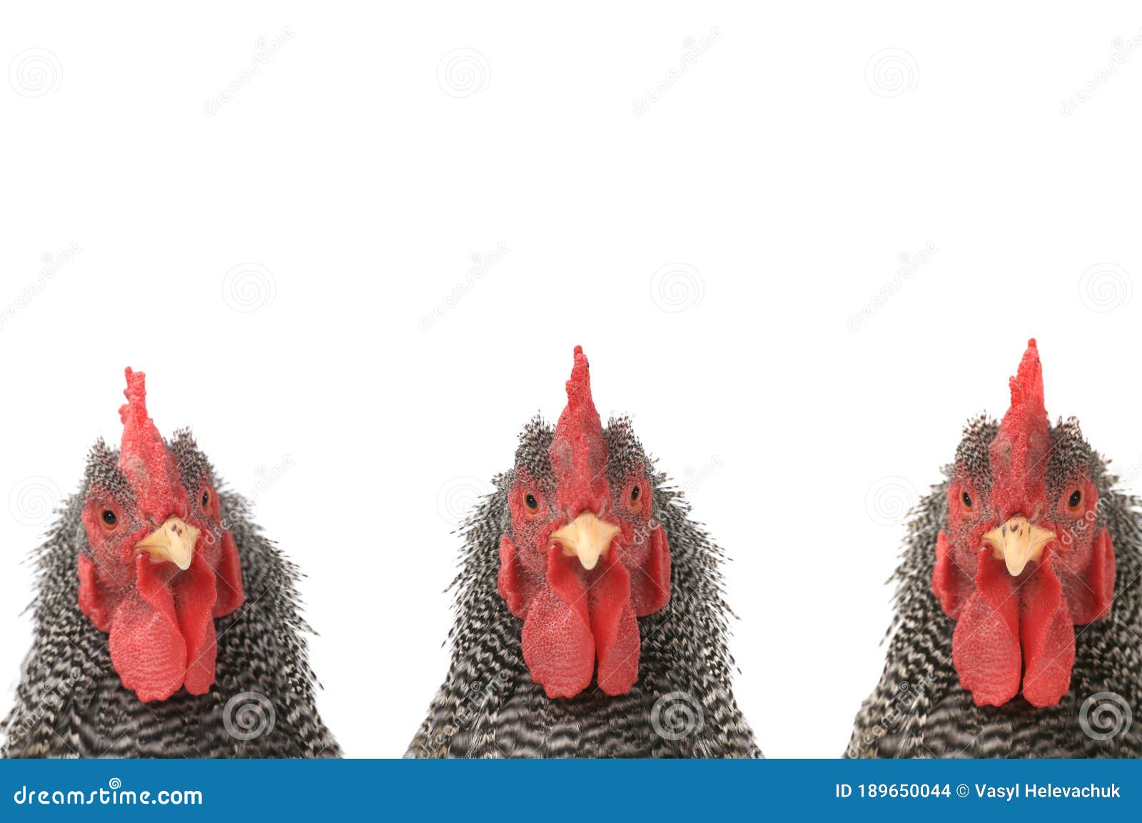 Portrait of Three Roosters Isolated on a White Stock Photo - Image of ...