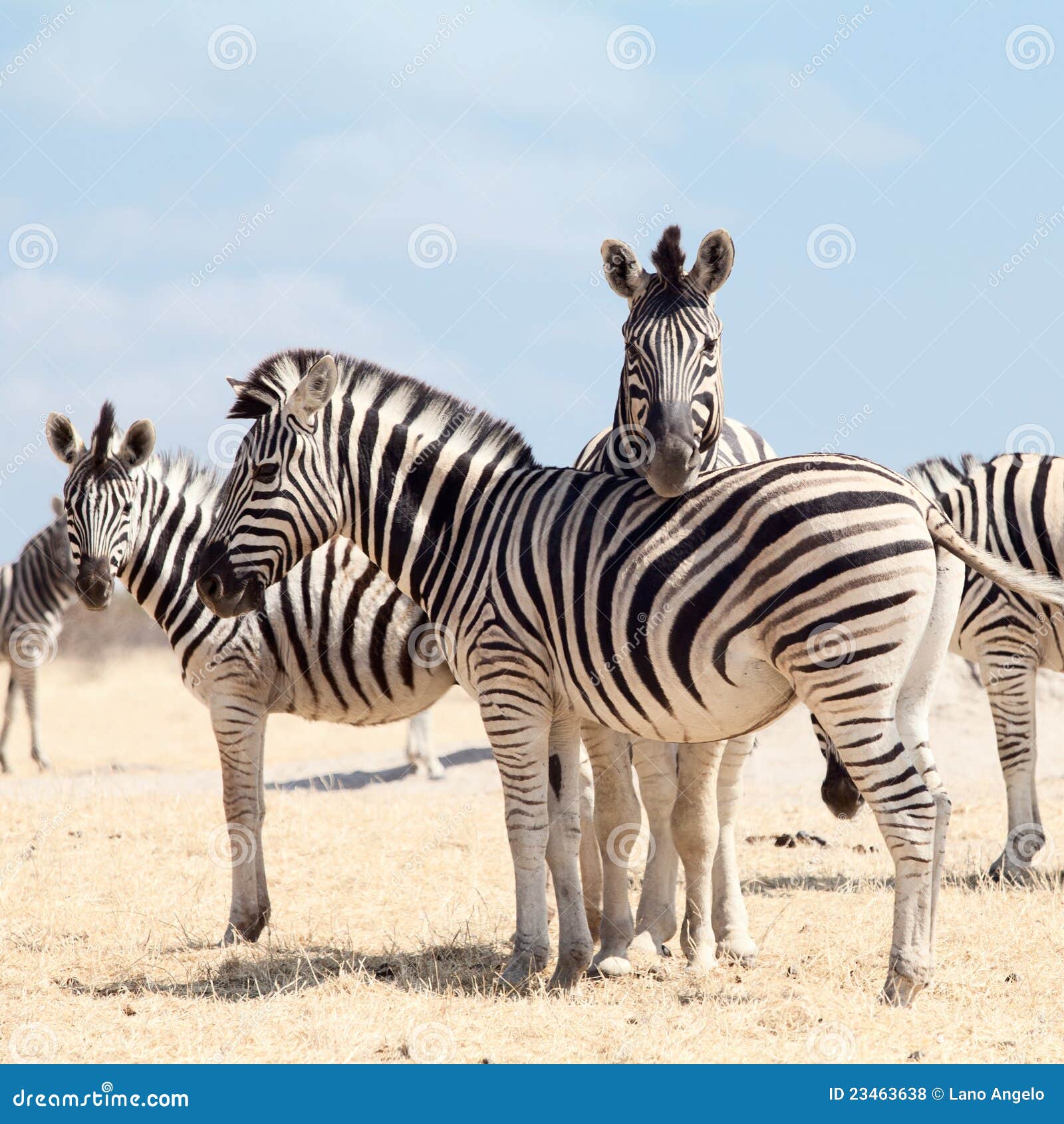 Portrait of three zebras stock photo. Image of macro - 23463638