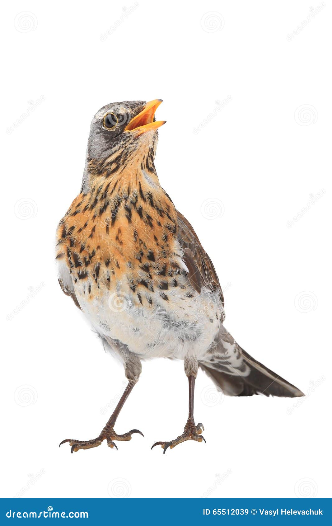 Portrait thrush stock image. Image of feather, fieldfare - 65512039