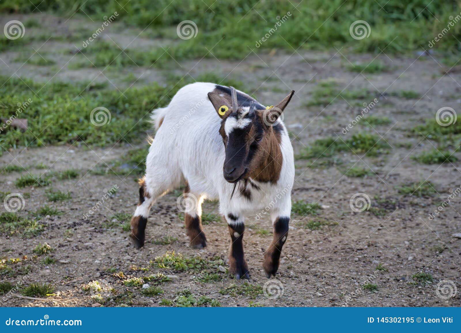 Portrait of a Tibetan Goat in a Meadow Stock Image - Image of light ...