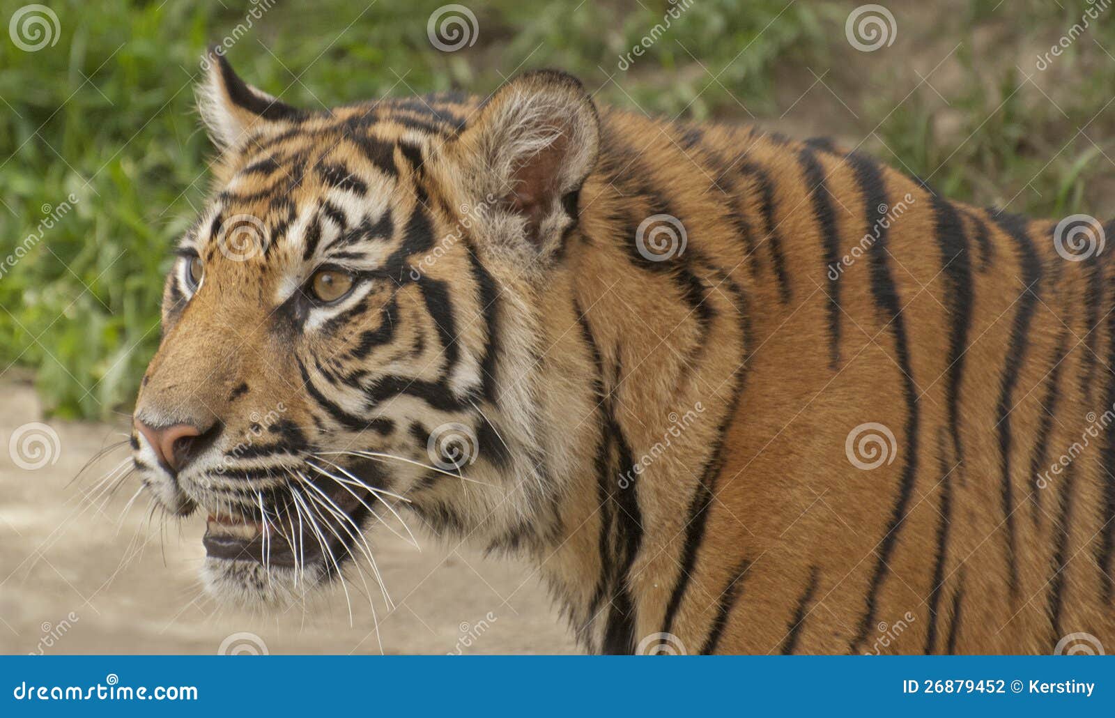 Portrait of tiger stock photo. Image of mammal, nature - 26879452