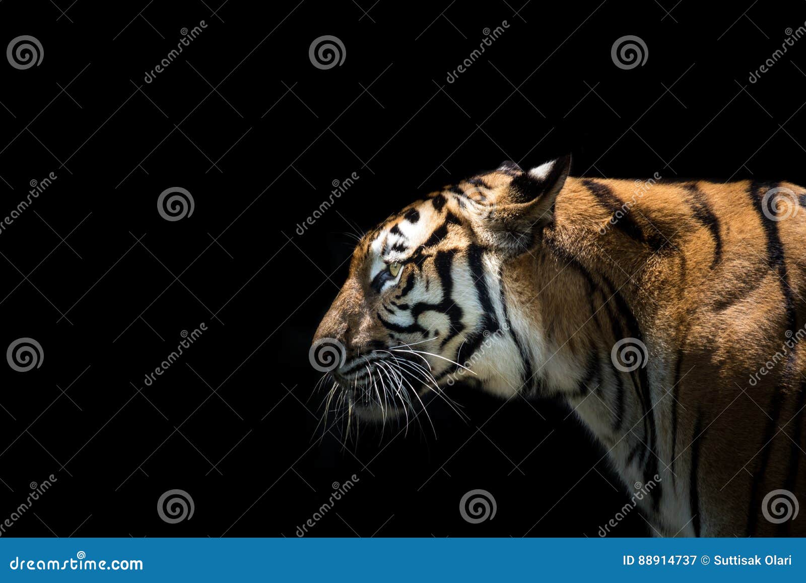 Portrait of a Tiger Alert and Staring at the Camera Stock Image - Image ...
