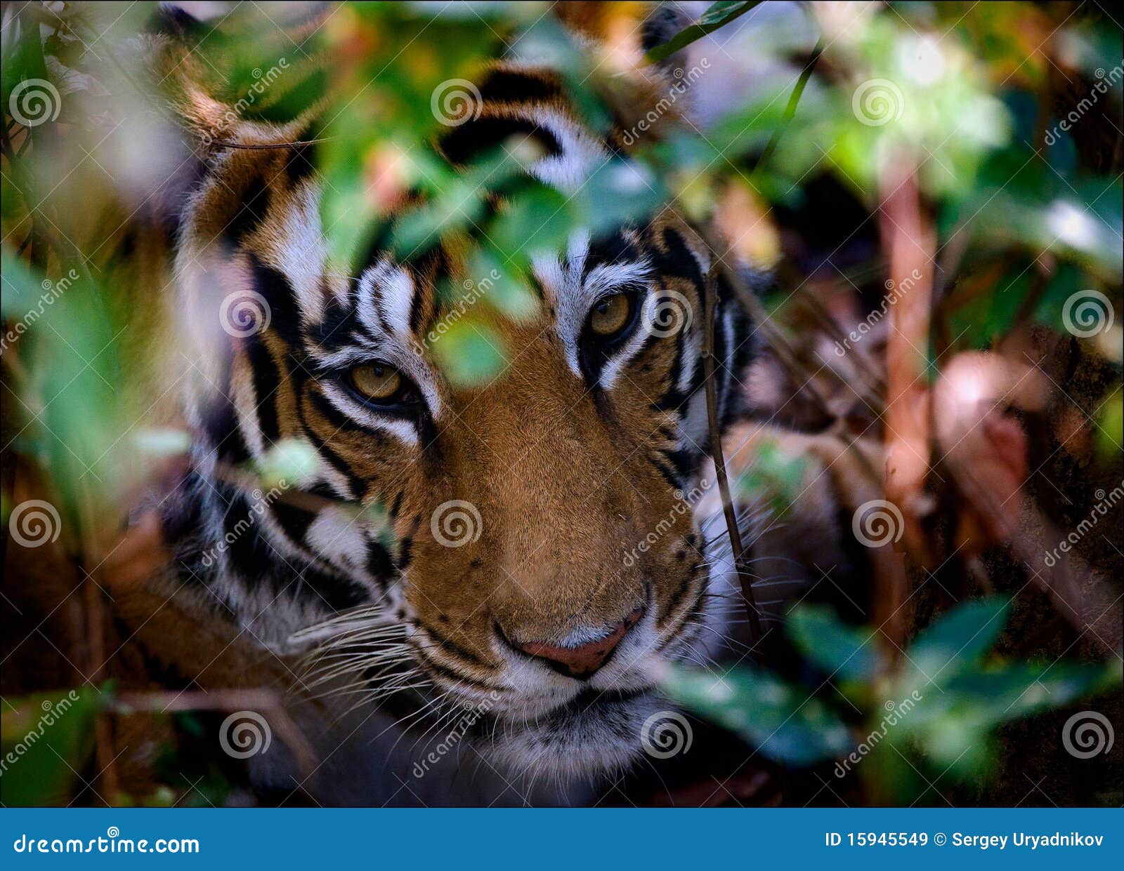 Portrait of a Tiger in Bushes. Stock Image - Image of dangerous, close ...