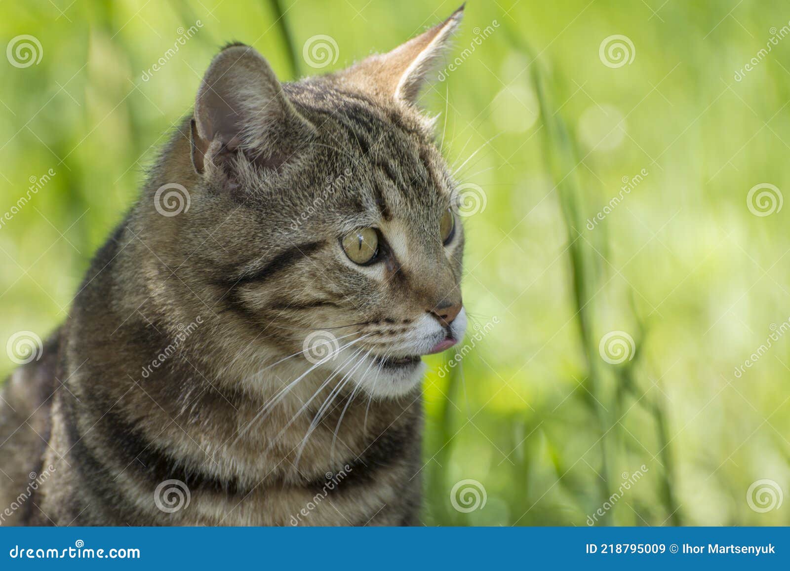 Portrait of a Tiger Cat on a Sunny Background Stock Image - Image of ...