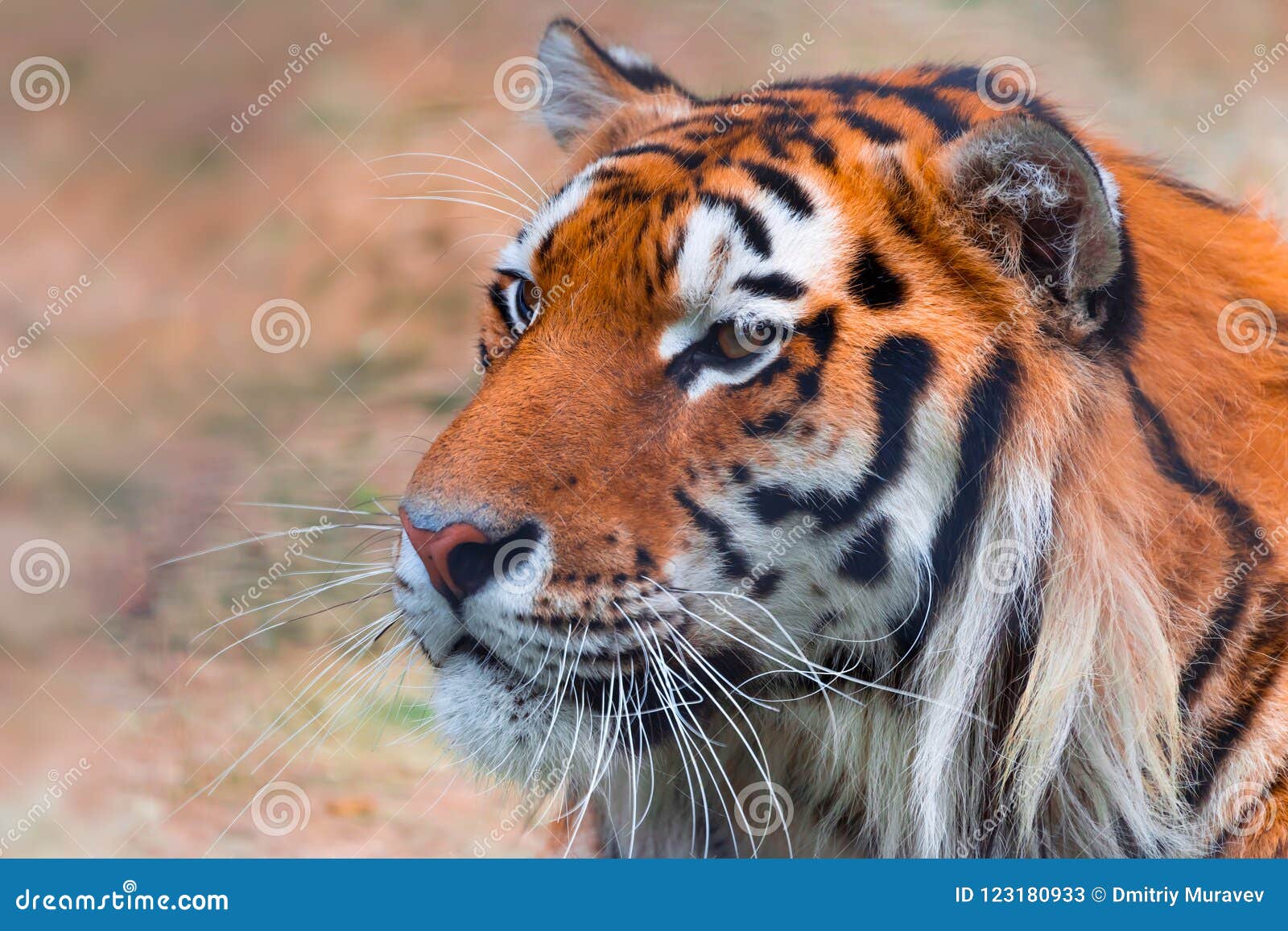 Portrait of a Tiger Close-up, Blurred Background Stock Image - Image of ...