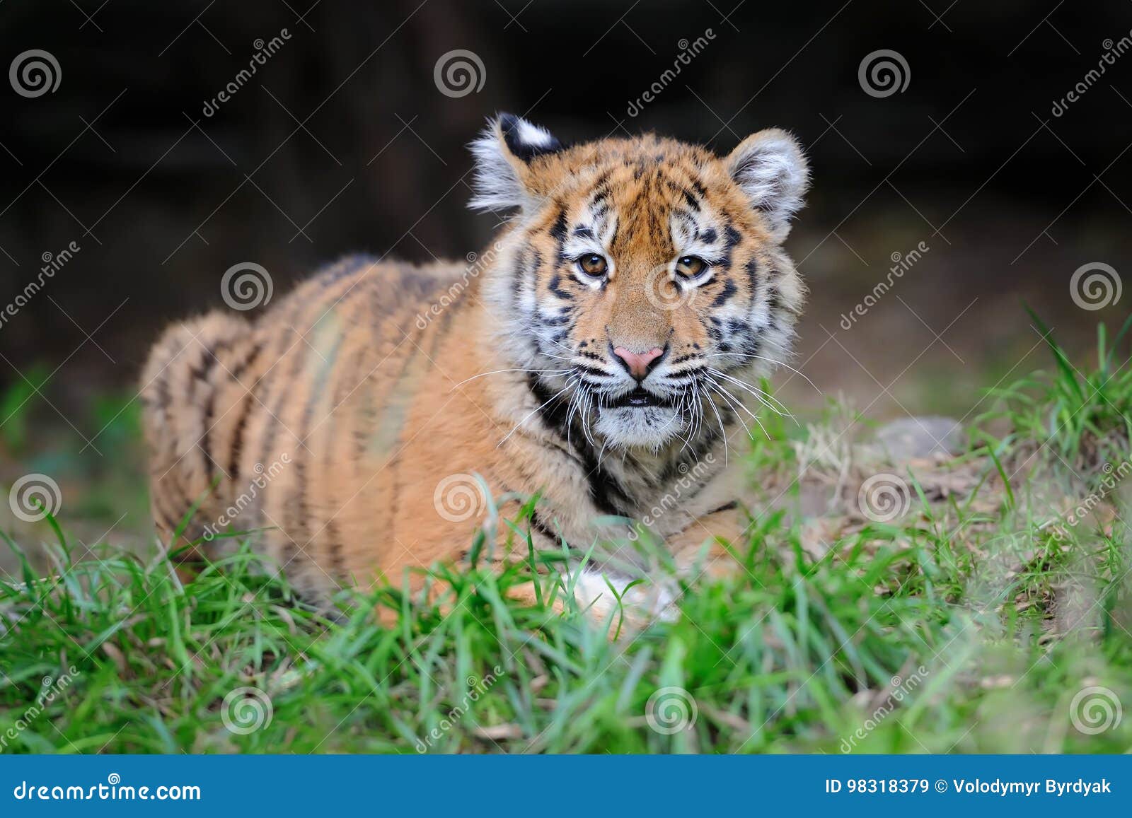Portrait of a tiger cub stock image. Image of cute, hunter - 98318379