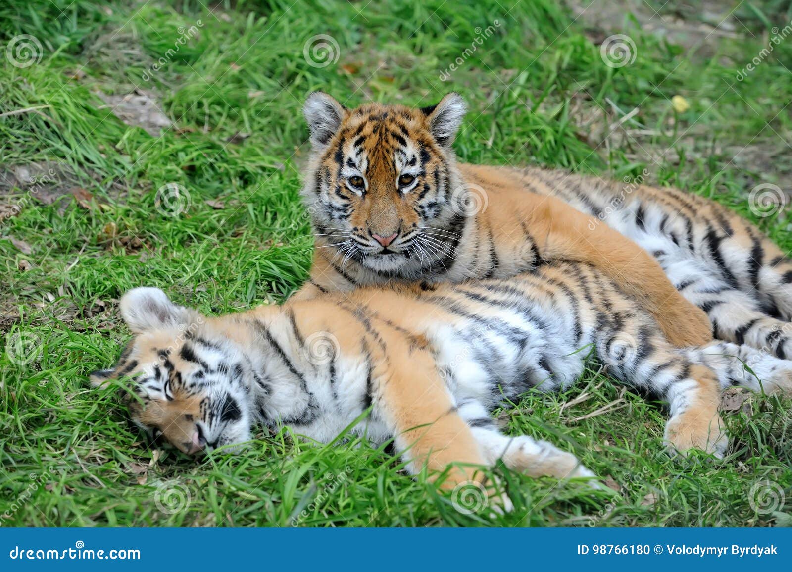 Portrait of a tiger cub stock photo. Image of fauna, endangered - 98766180