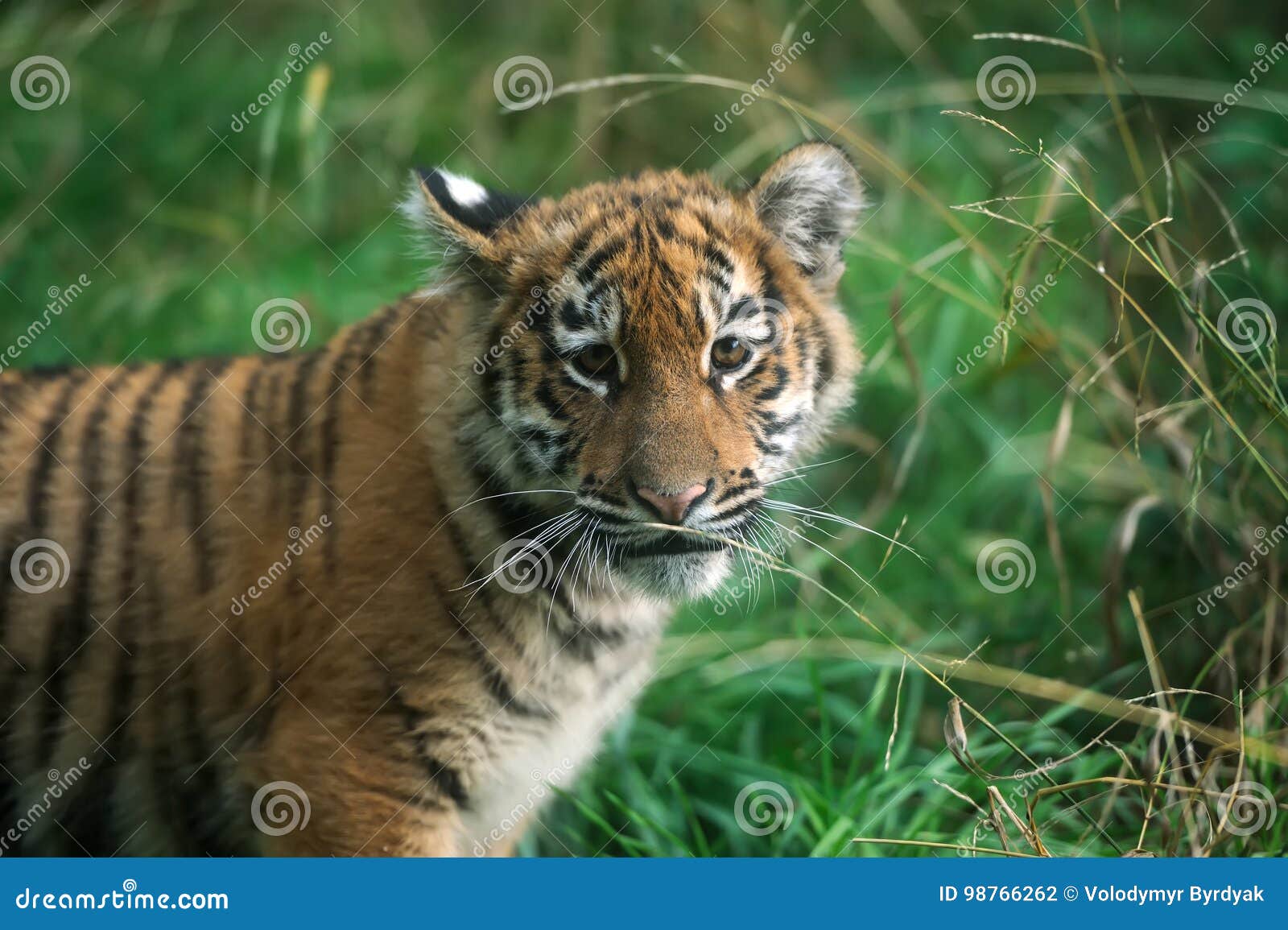 Portrait of a tiger cub stock photo. Image of fauna, animal - 98766262