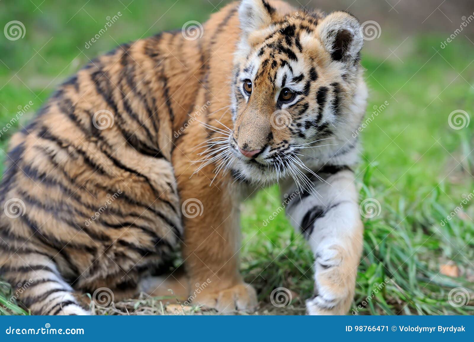 Portrait of a tiger cub stock image. Image of orange - 98766471