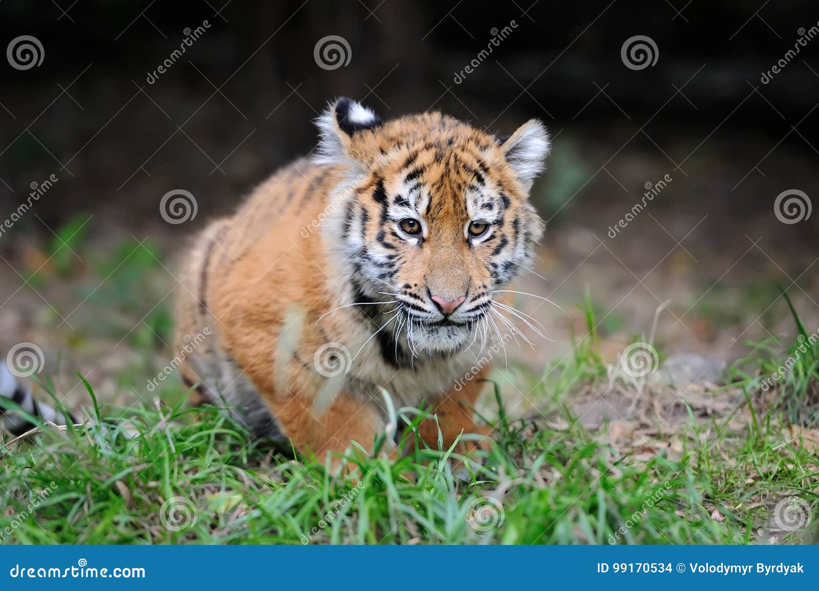 Portrait of a tiger cub stock photo. Image of carnivore - 99170534