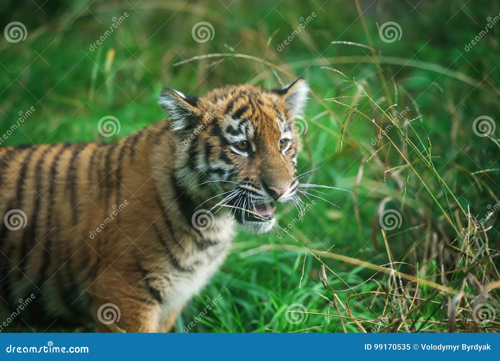 Portrait of a tiger cub stock image. Image of beautiful - 99170535