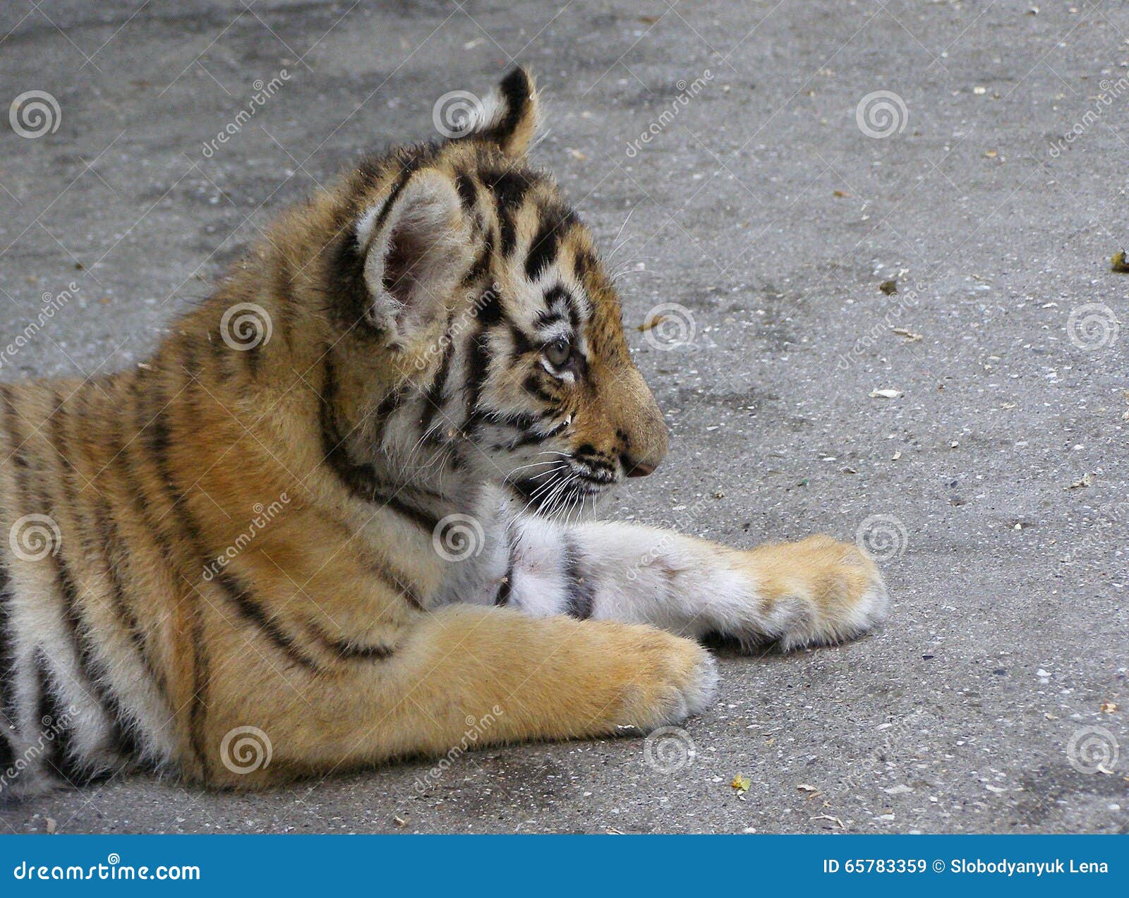 Portrait of a tiger cub stock image. Image of wildlife - 65783359