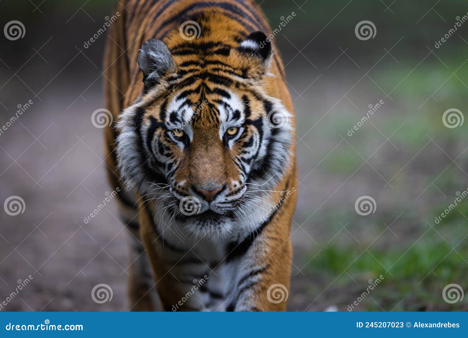 Portrait of a Tiger in the Forest Stock Image - Image of japanese ...