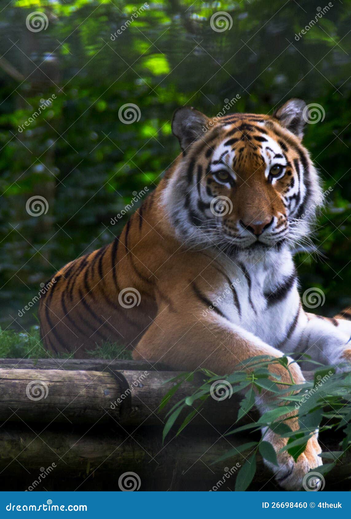 Portrait of a Tiger Looking at Camera Stock Photo - Image of powerful ...