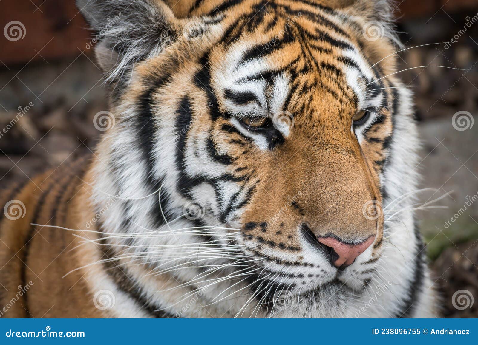 Portrait of Tiger on the Ground Stock Image - Image of ground, predator ...