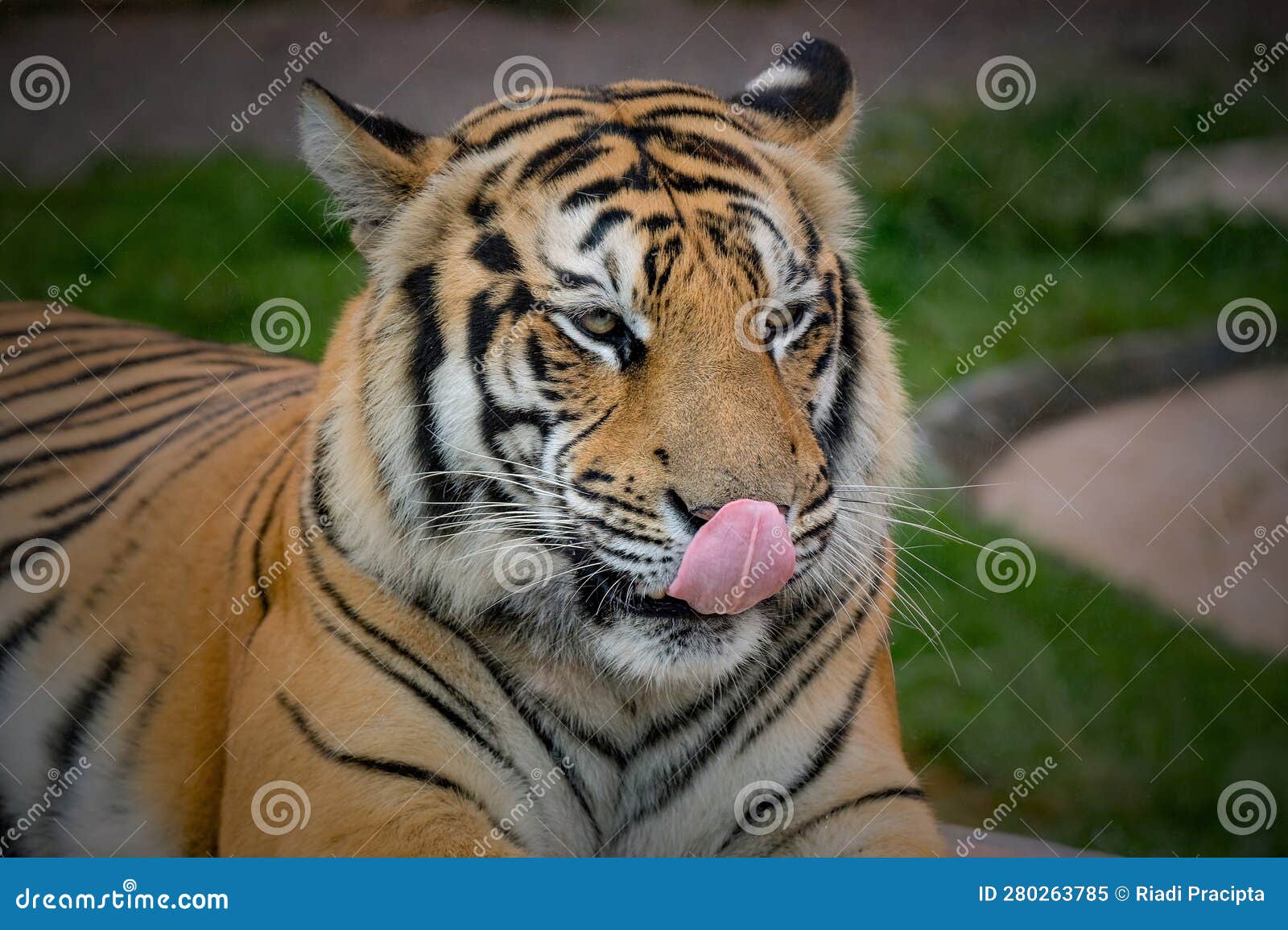 Portrait of the Tiger at Ragunan Zoo Stock Image - Image of feline ...