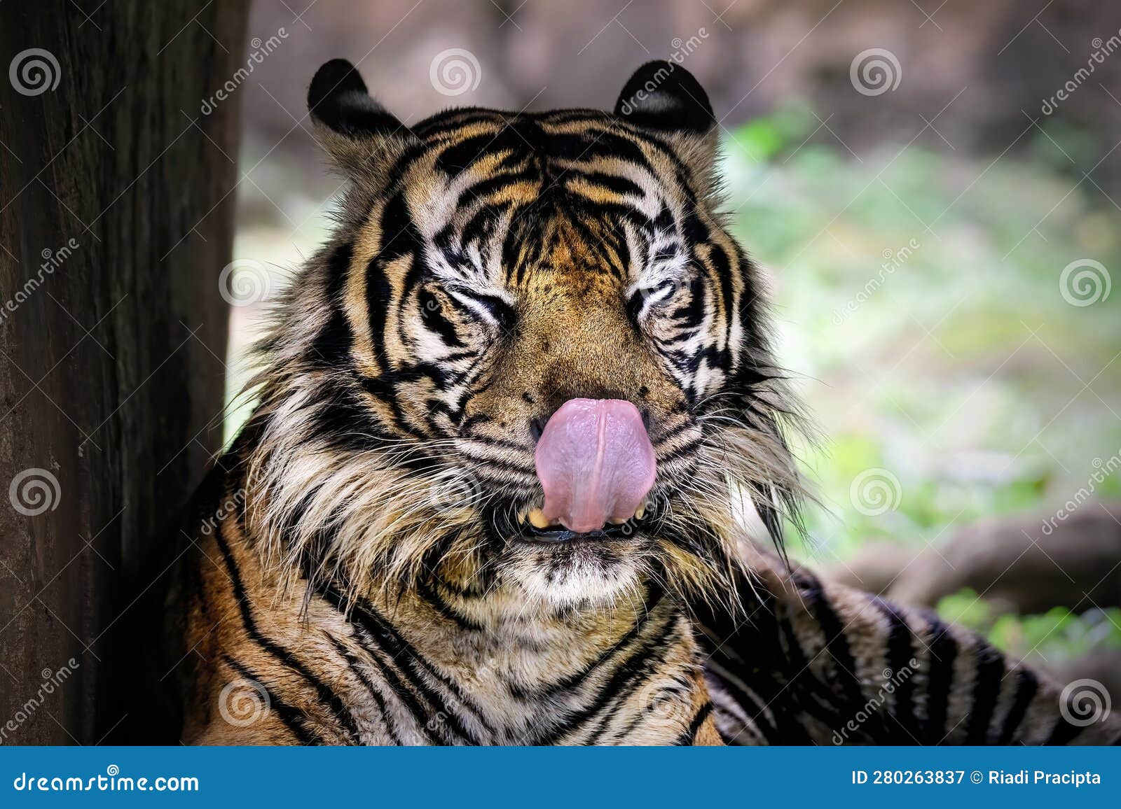Portrait of the Tiger at Ragunan Zoo Stock Image - Image of eyes ...