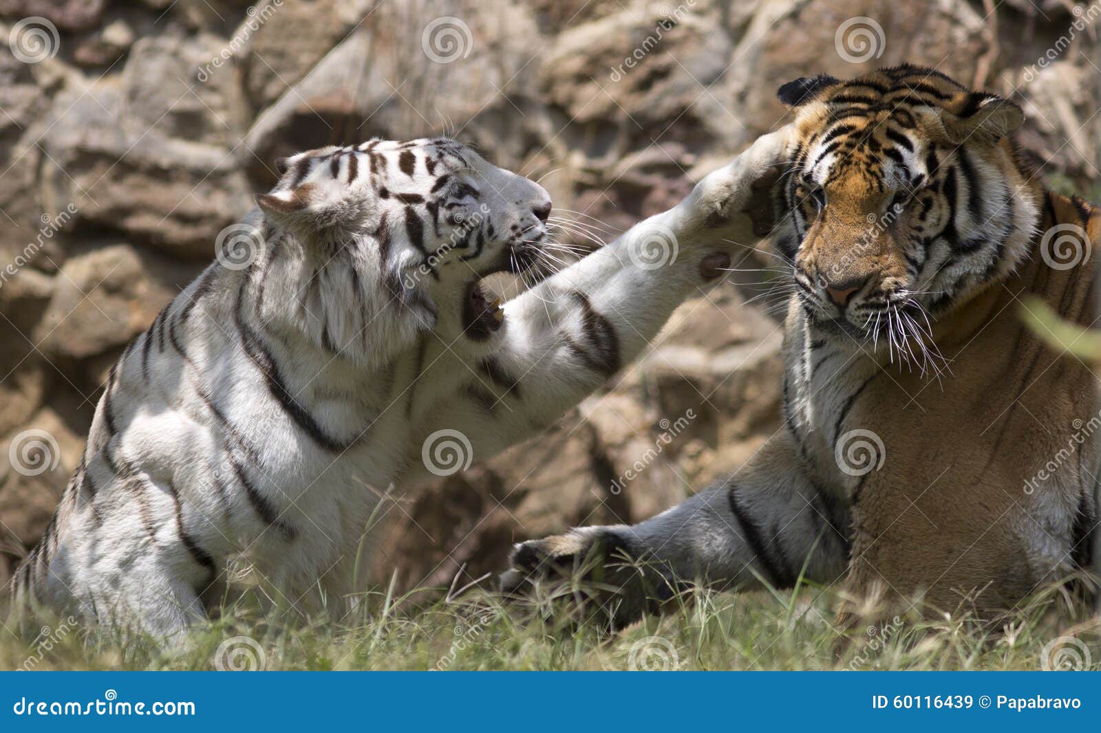 Portrait of Tigers Fighting Stock Image - Image of panthera, front ...