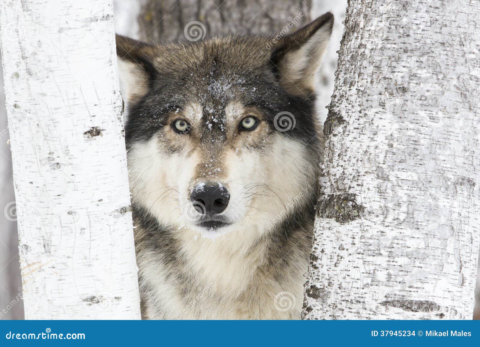 Timber Wolf Growling III Royalty-Free Stock Image | CartoonDealer.com ...