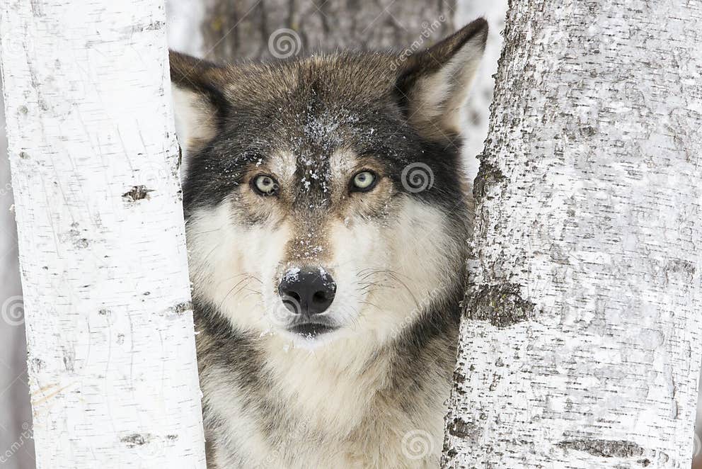Portrait timber wolf stock photo. Image of canis, powerful - 37945234
